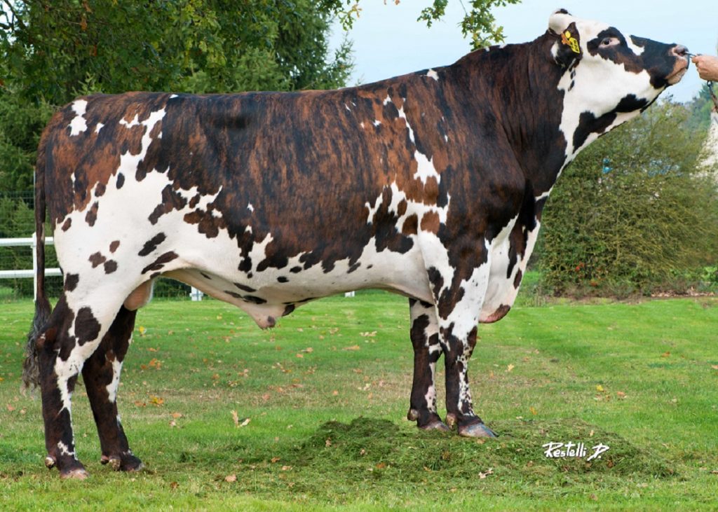 Normande Genetics – sustainability and added value