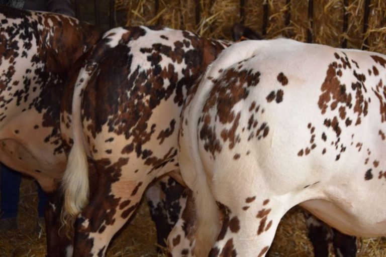 about the breed – Normande Genetics