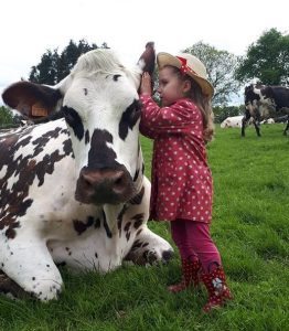 about the breed – Normande Genetics