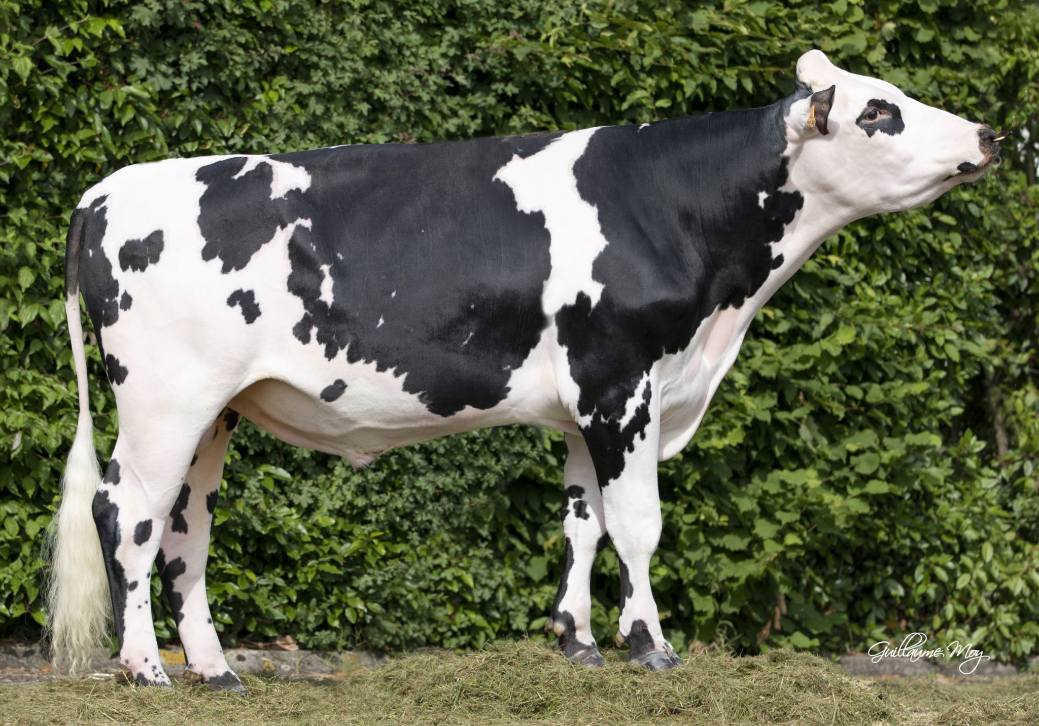 sire catalog – Normande Genetics