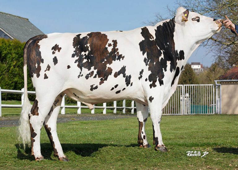 sire catalog – Normande Genetics