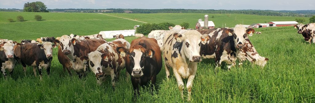 sire catalog – Normande Genetics