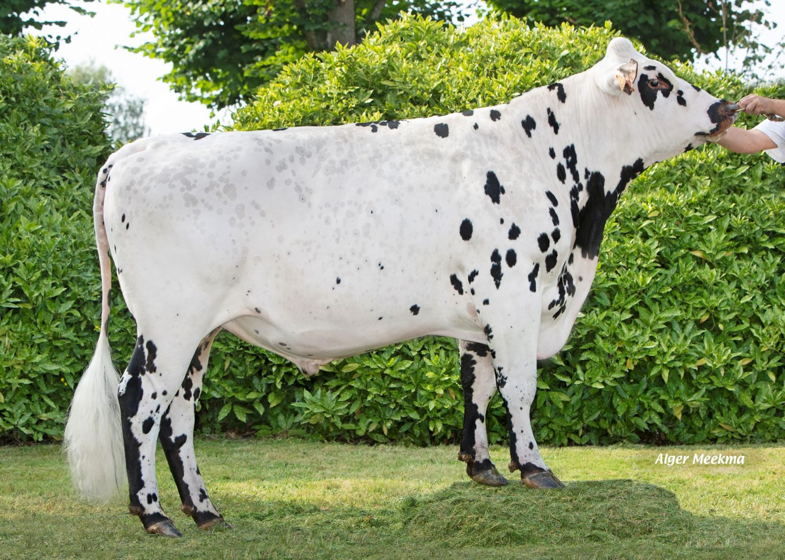 sire catalog – Normande Genetics